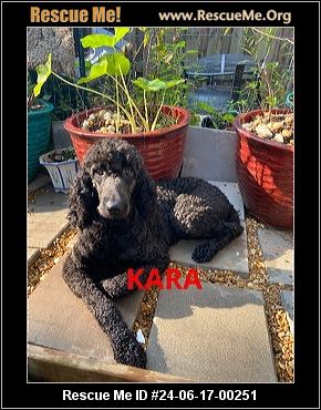 - Georgia Poodle Rescue - ADOPTIONS - Rescue Me!