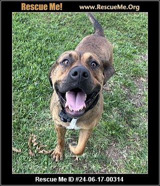 - Texas Rhodesian Ridgeback Rescue - ADOPTIONS - Rescue Me!