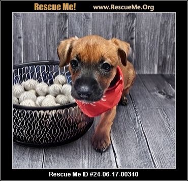 - New Jersey Dog Rescue - ADOPTIONS - Rescue Me!