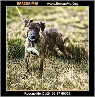 - New Jersey Dog Rescue - ADOPTIONS - Rescue Me!