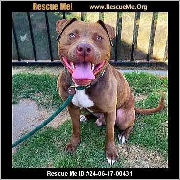 - California Pit Bull Rescue - ADOPTIONS - Rescue Me!