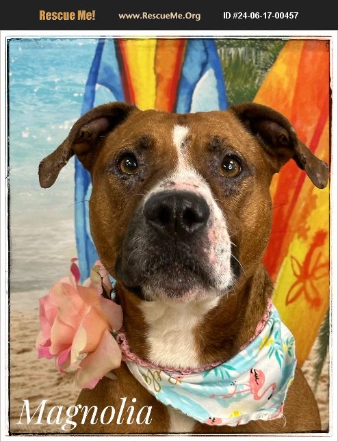 ADOPT 24061700457 ~ American Staffordshire Terrier Rescue ~ Flint, MI