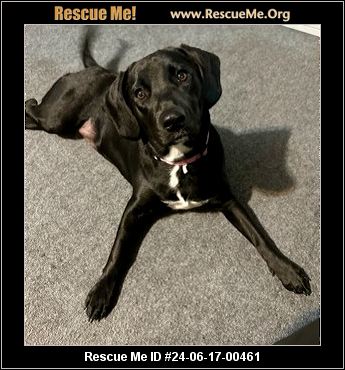 - Florida Beagle Rescue - ADOPTIONS - Rescue Me!