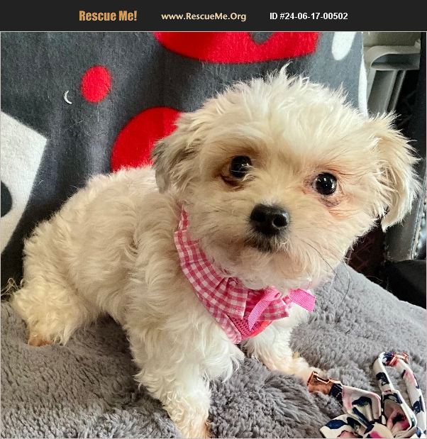 ADOPT 24061700502 ~ Maltese Rescue ~ Fort Myers, FL