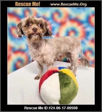 - Georgia Yorkie Rescue - ADOPTIONS - Rescue Me!