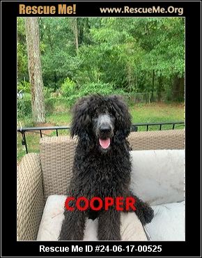 - Georgia Poodle Rescue - ADOPTIONS - Rescue Me!
