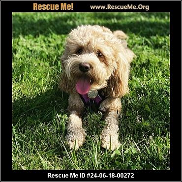 - California Cockapoo Rescue - ADOPTIONS - Rescue Me!