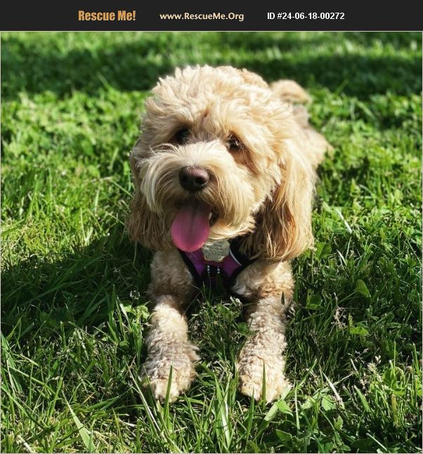 ADOPT 24061800272 ~ Cockapoo Rescue ~ Danville, CA