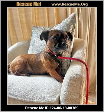 - New York Dog Rescue - ADOPTIONS - Rescue Me!