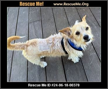 - New York Dog Rescue - ADOPTIONS - Rescue Me!