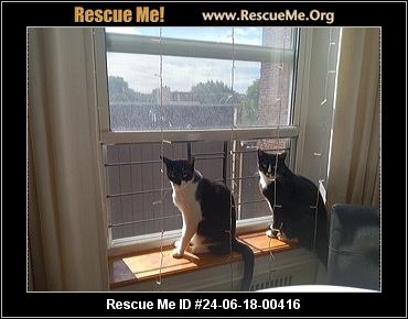 - New York Cat Rescue - ADOPTIONS - Rescue Me!