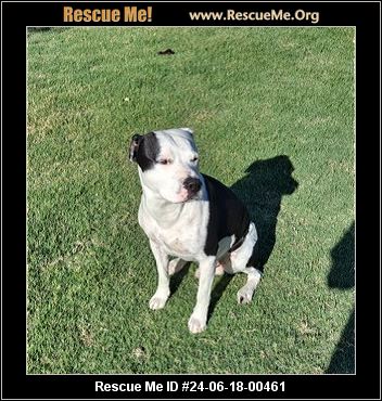 - Arizona Pit Bull Rescue - ADOPTIONS - Rescue Me!