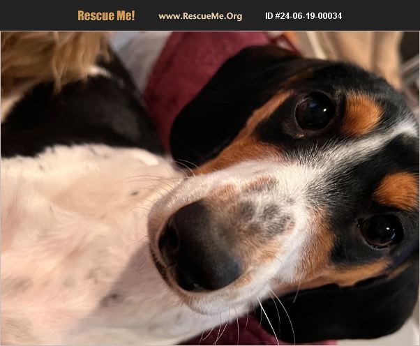 ADOPT 24061900034 ~ Dachshund Rescue ~ Hardy, VA