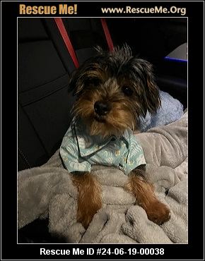 - Georgia Yorkie Rescue - ADOPTIONS - Rescue Me!
