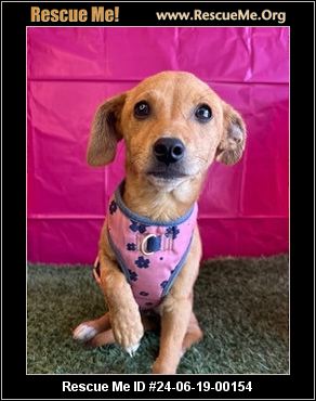 - California Corgi Rescue - ADOPTIONS - Rescue Me!