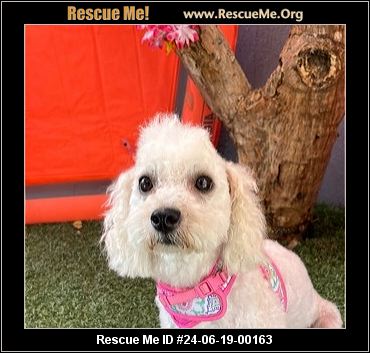 - California Poodle Rescue - ADOPTIONS - Rescue Me!