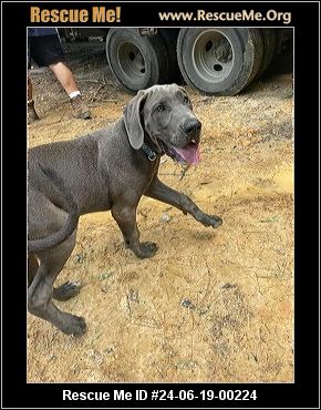 - Mississippi Dog Rescue - ADOPTIONS - Rescue Me!