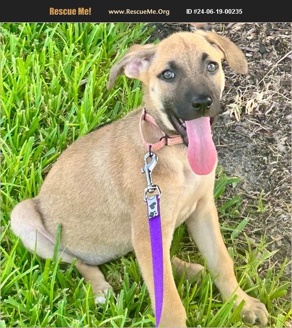 ADOPT 24061900235 ~ Black Mouth Cur Rescue ~ Fort Myers, FL