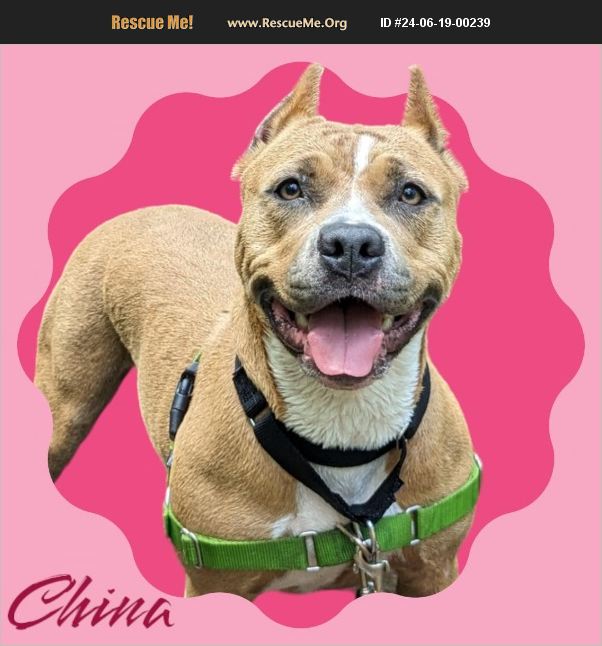 ADOPT 24061900239 ~ Pit Bull Rescue ~ Manchester, NH