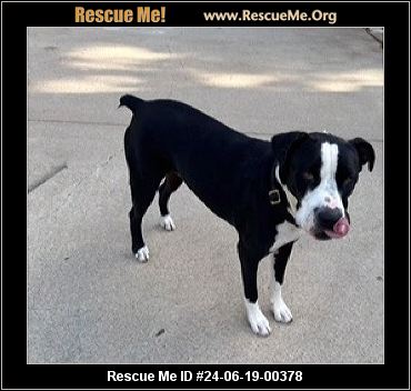 - Texas Border Collie Rescue - ADOPTIONS - Rescue Me!