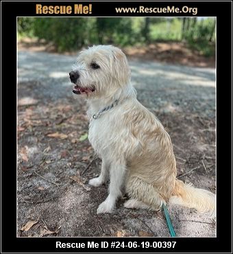 - North Carolina Dog Rescue - ADOPTIONS - Rescue Me!