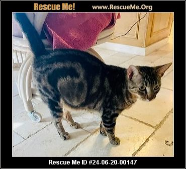 - Texas Egyptian Mau Rescue - ADOPTIONS - Rescue Me!