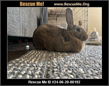 - California Rabbit Rescue - ADOPTIONS - Rescue Me!