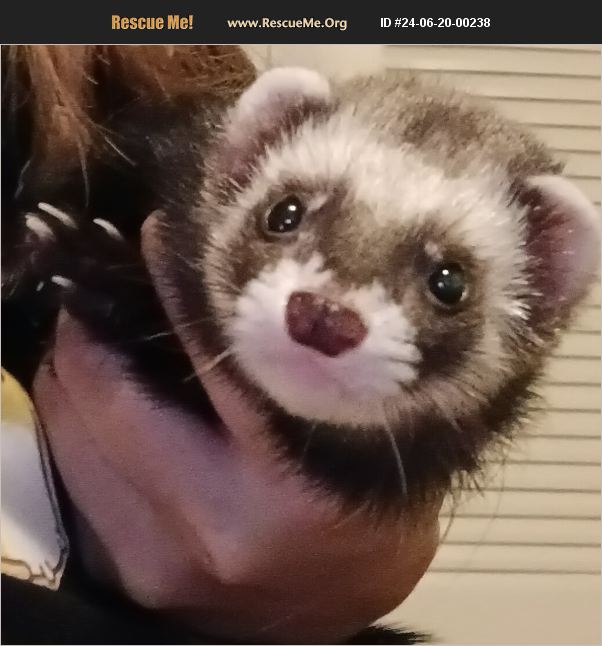 ADOPT 24062000238 ~ Small Mammal Rescue ~ Kalamazoo, MI