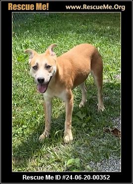 - Georgia Basenji Rescue - ADOPTIONS - Rescue Me!