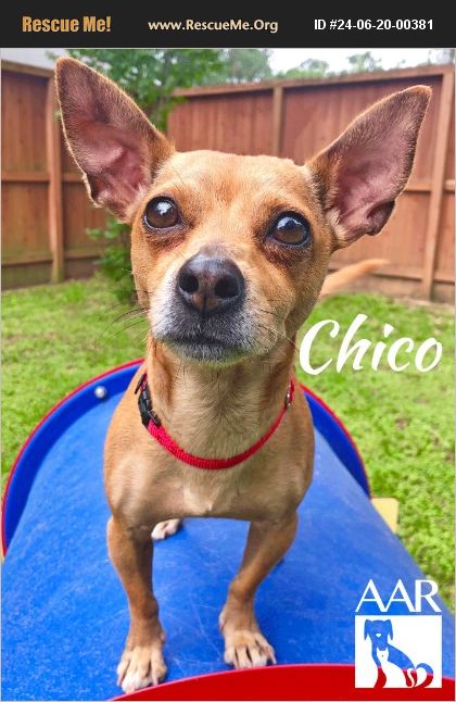 ADOPT 24062000381 ~ Chihuahua Rescue ~ Magnolia, TX