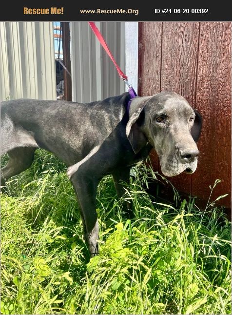 ADOPT 24062000392 ~ Great Dane Rescue ~ Dallas, TX