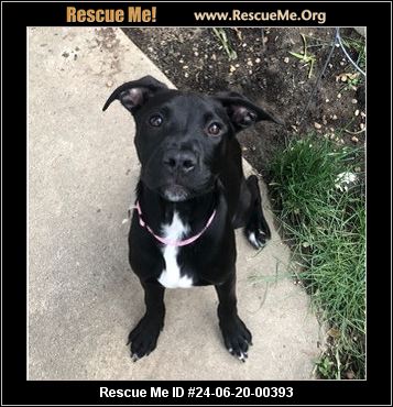 - Colorado Dog Rescue - ADOPTIONS - Rescue Me!