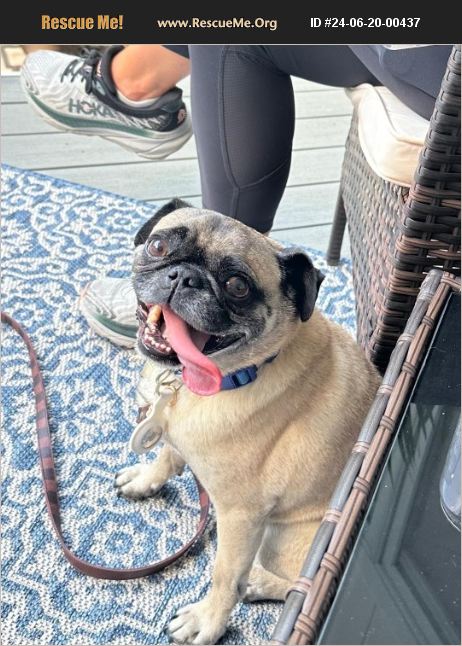 ADOPT 24062000437 ~ Pug Rescue ~ Blacklick, OH