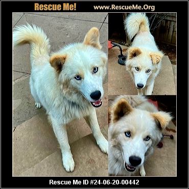 - Colorado Dog Rescue - ADOPTIONS - Rescue Me!