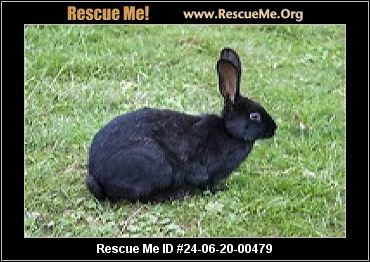 - Oregon Rabbit Rescue - ADOPTIONS - Rescue Me!