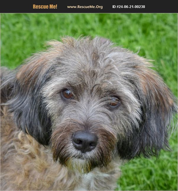 ADOPT 24062100238 ~ Cairn Rescue ~ Huntley, IL