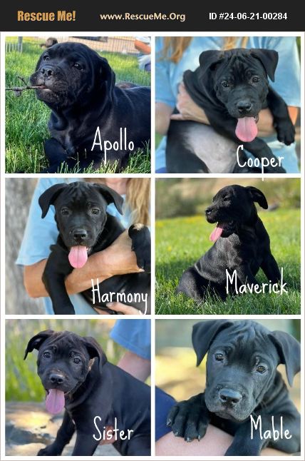 ADOPT 24062100284 ~ Mastiff Rescue ~ Grants Pass, OR