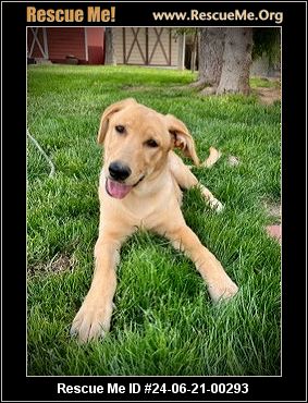 - Colorado Dog Rescue - ADOPTIONS - Rescue Me!