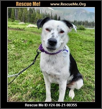 - Colorado Border Collie Rescue - ADOPTIONS - Rescue Me!