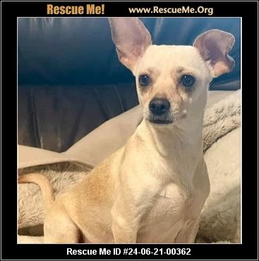 - Colorado Dog Rescue - ADOPTIONS - Rescue Me!