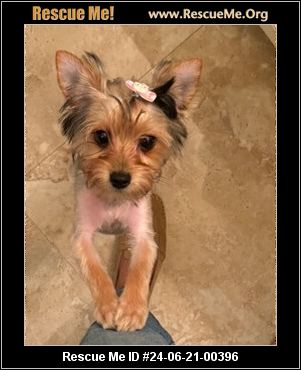 - Florida Yorkie Rescue - ADOPTIONS - Rescue Me!