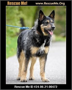 - New Jersey Dog Rescue - ADOPTIONS - Rescue Me!