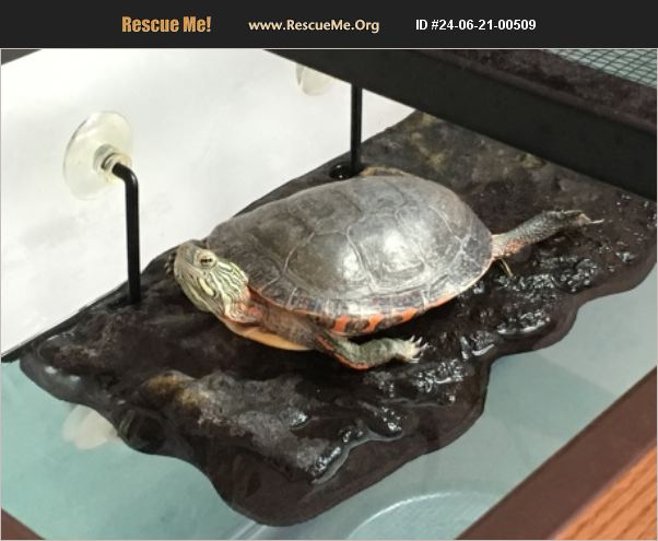 ADOPT 24062100509 ~ Reptile/Amphibian Rescue ~ Santa Barbara, CA