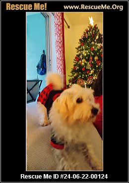 - Florida Maltese Rescue - ADOPTIONS - Rescue Me!