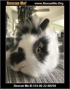 - California Rabbit Rescue - ADOPTIONS - Rescue Me!