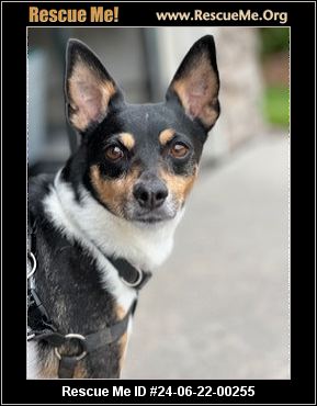 - Colorado Dog Rescue - ADOPTIONS - Rescue Me!