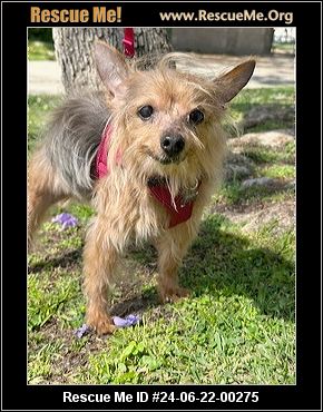- California Yorkie Rescue - ADOPTIONS - Rescue Me!