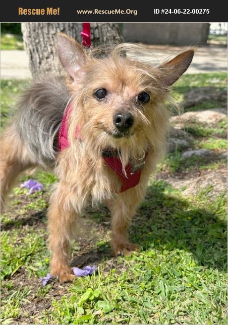ADOPT 24062200275 ~ Yorkie Rescue ~ Los Angeles, CA