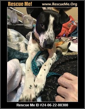 - Minnesota Dog Rescue - ADOPTIONS - Rescue Me!