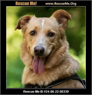 - New Jersey Dog Rescue - ADOPTIONS - Rescue Me!